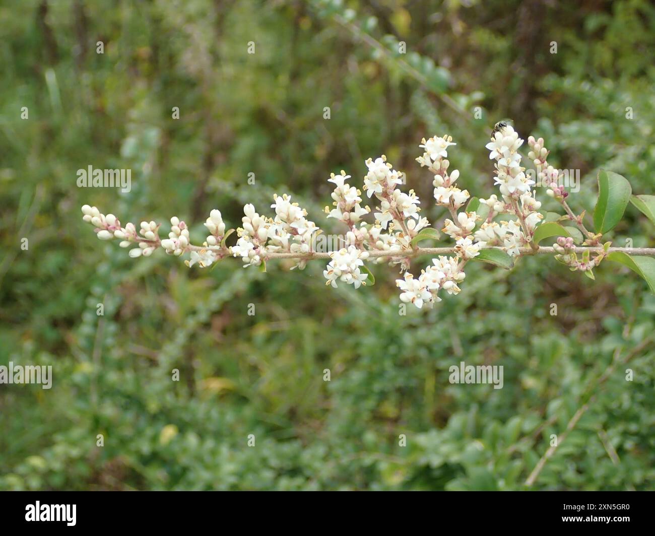 privets (Ligustrum) Plantae Stock Photo - Alamy