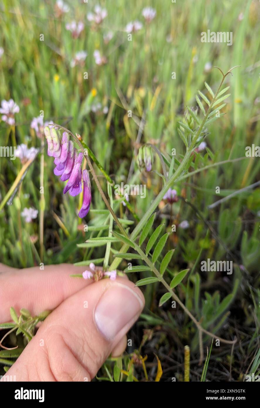 Hairy Vetch Vicia Villosa Plantae Stock Photo Alamy Hairy Vetch Vicia Villosa Plantae Stock Photo Alamy