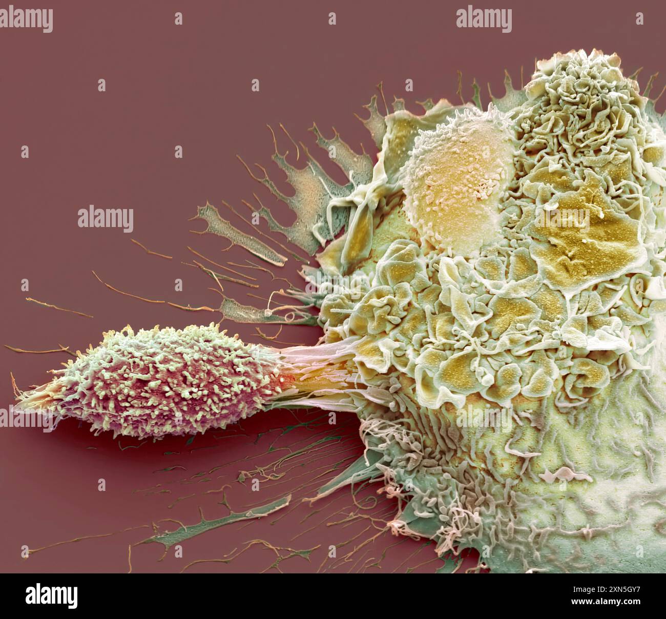 Macrophage and T cell. Coloured scanning electron micrograph (SEM) showing the interaction ...