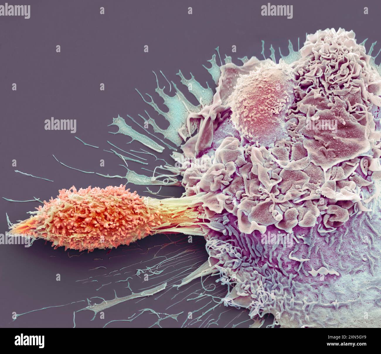 Macrophage and T cell. Coloured scanning electron micrograph (SEM) showing the interaction ...