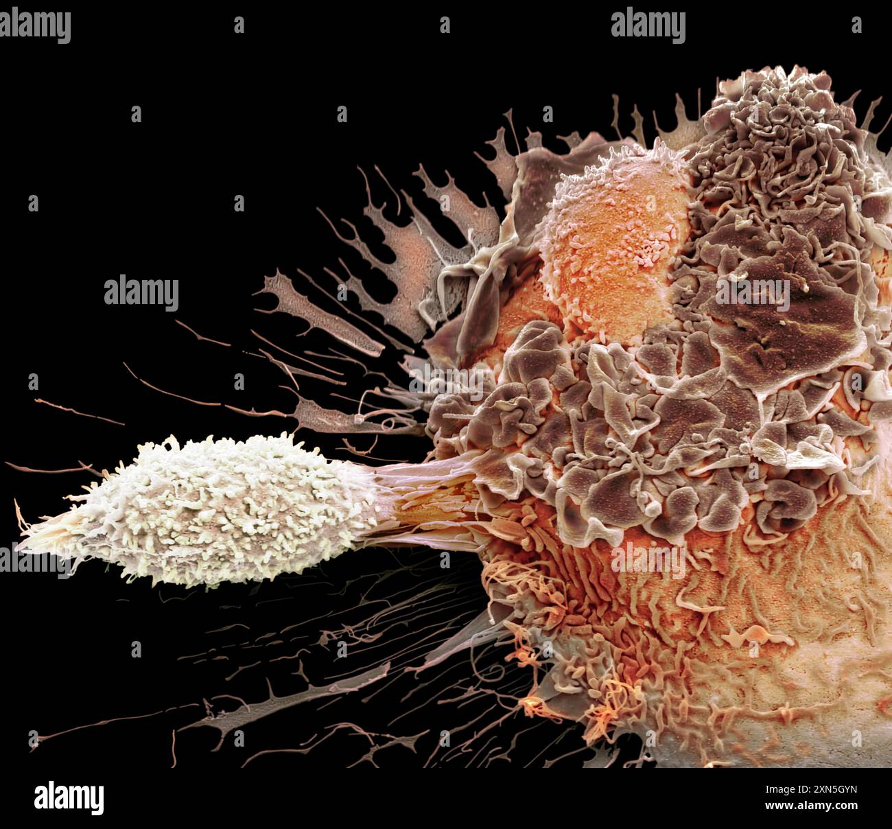 Macrophage and T cell. Coloured scanning electron micrograph (SEM) showing the interaction ...