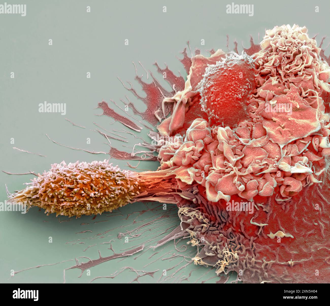 Macrophage and T cell. Coloured scanning electron micrograph (SEM) showing the interaction ...