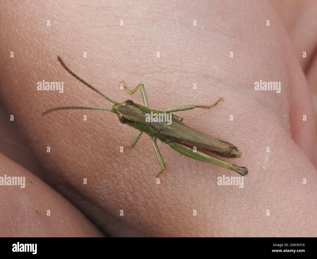 Meadow Grasshopper (Pseudochorthippus parallelus) Insecta Stock Photo ...