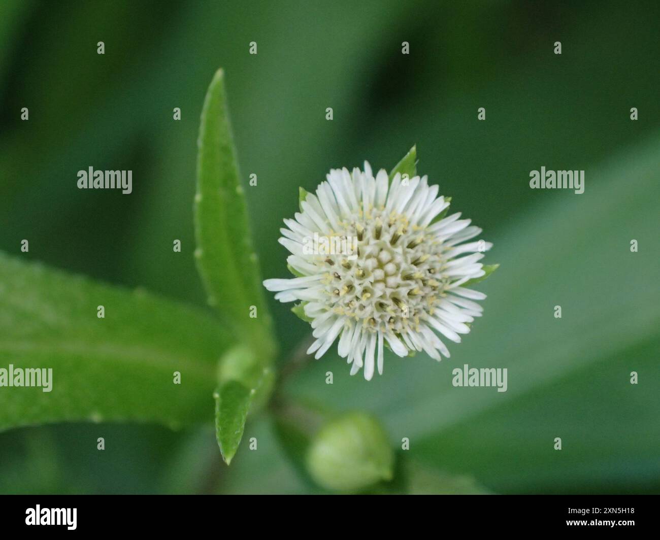 false daisy (Eclipta prostrata) Plantae Stock Photo - Alamy