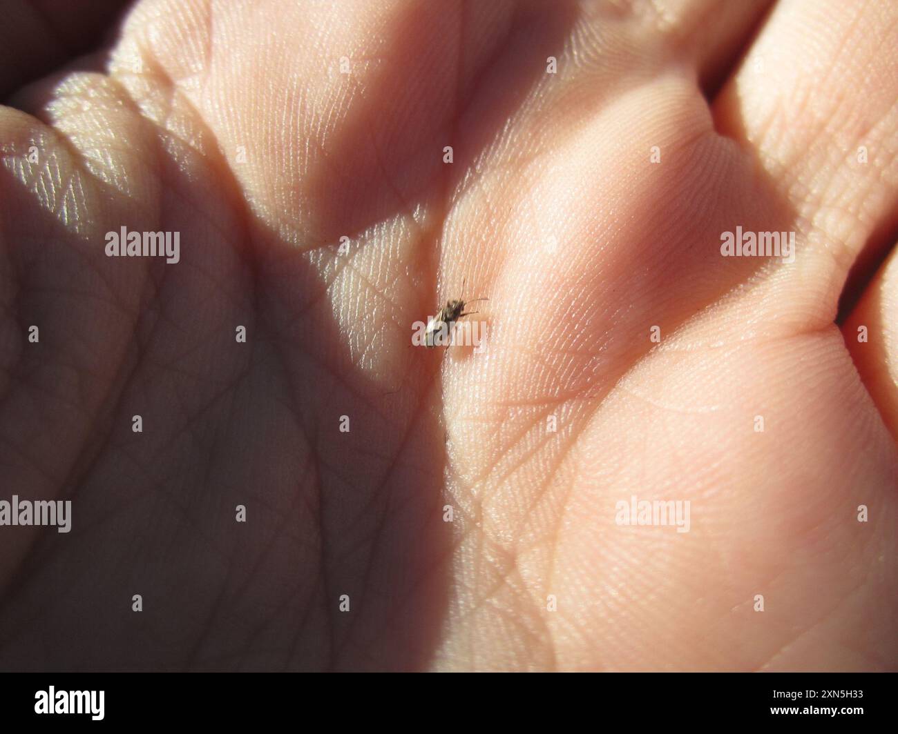 False chinch bugs (Nysius) Insecta Stock Photo - Alamy