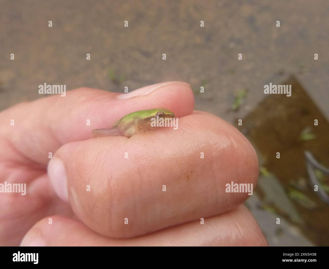 Holarctic Treefrogs (Hyla) Amphibia Stock Photo - Alamy