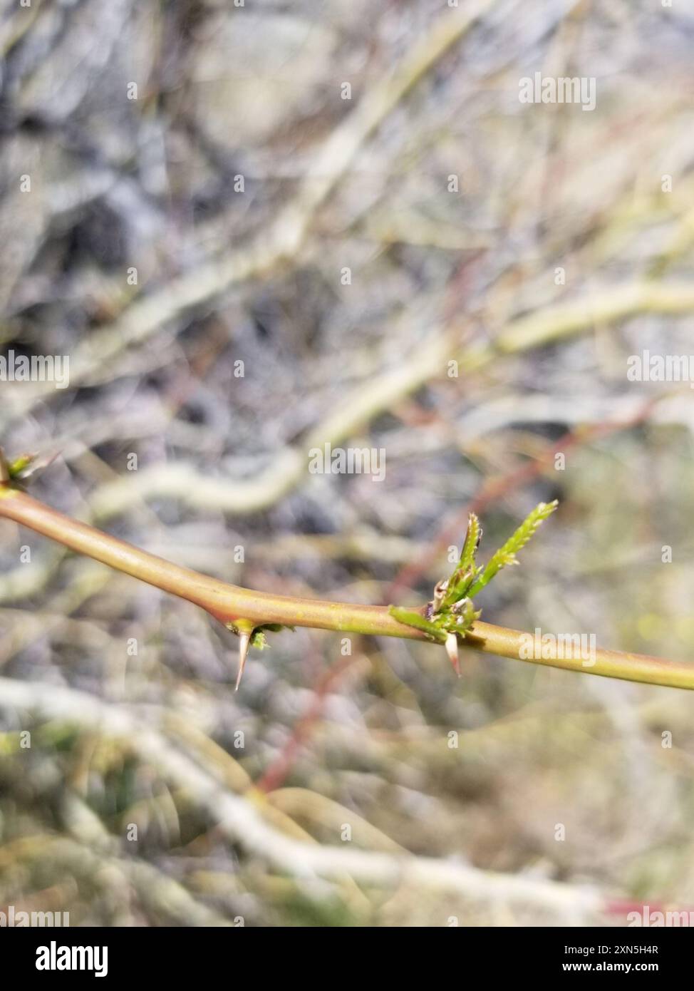 mesquites (Neltuma) Plantae Stock Photo - Alamy