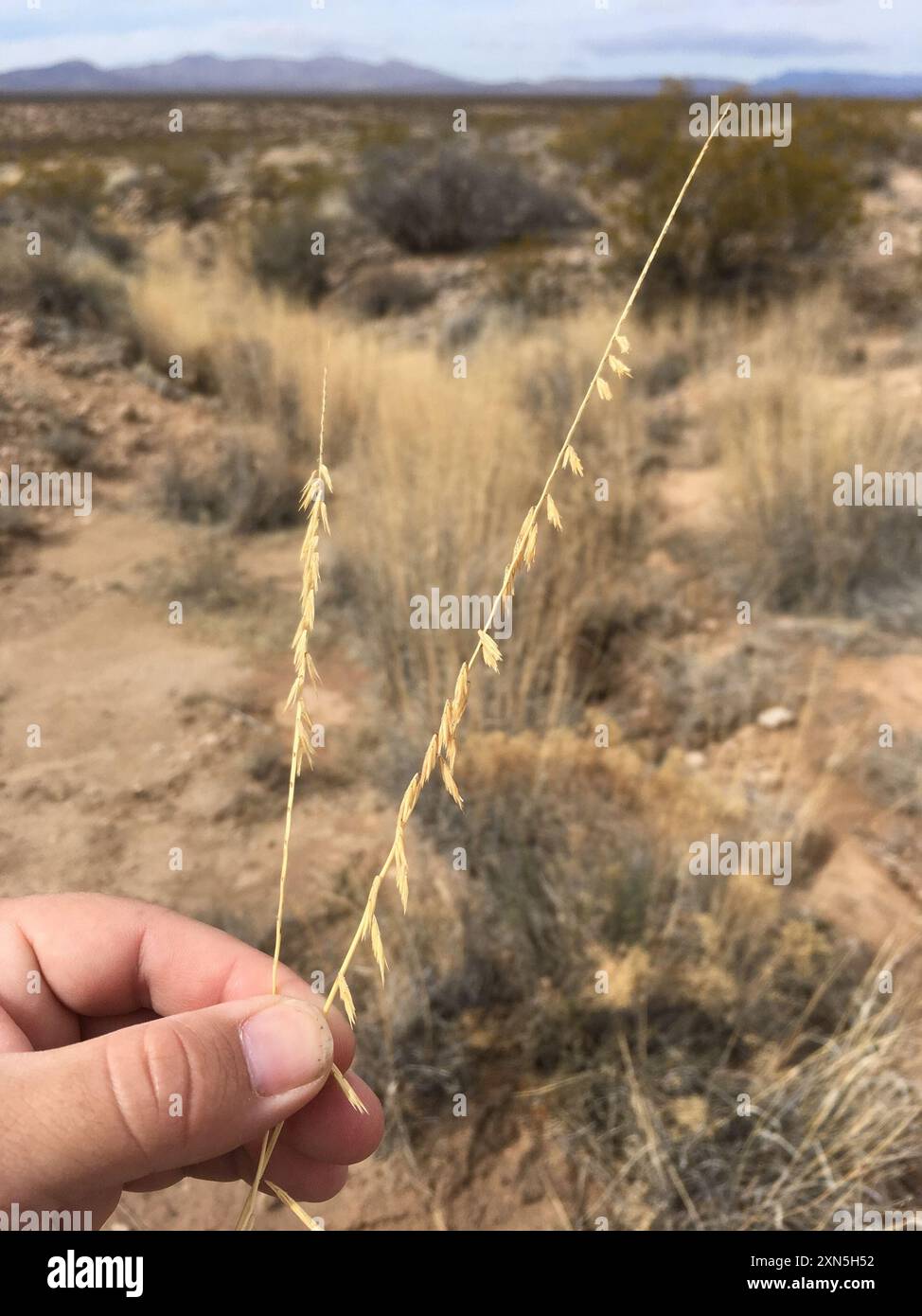 Sideoats Grama (Bouteloua curtipendula) Plantae Stock Photo - Alamy