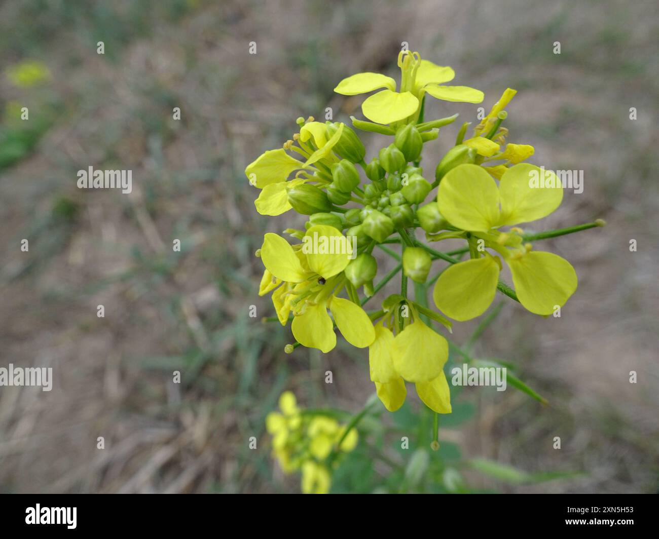 White Mustard (Sinapis alba) Plantae Stock Photo - Alamy