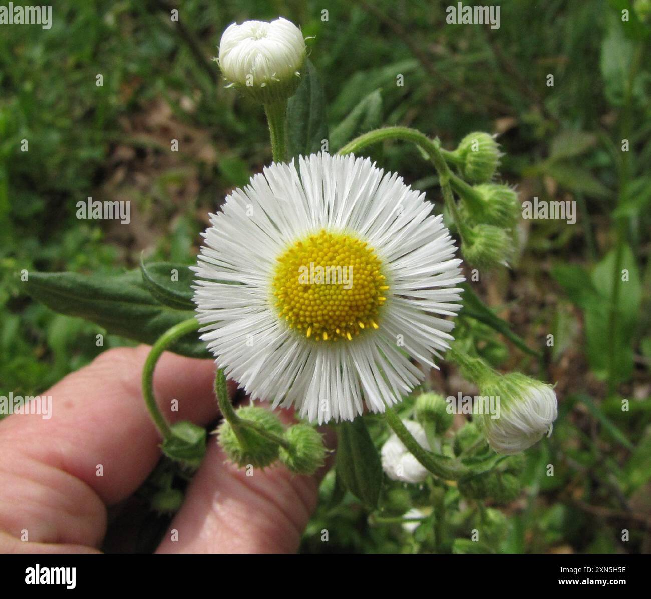 Philadelphia fleabane (Erigeron philadelphicus) Plantae Stock Photo - Alamy