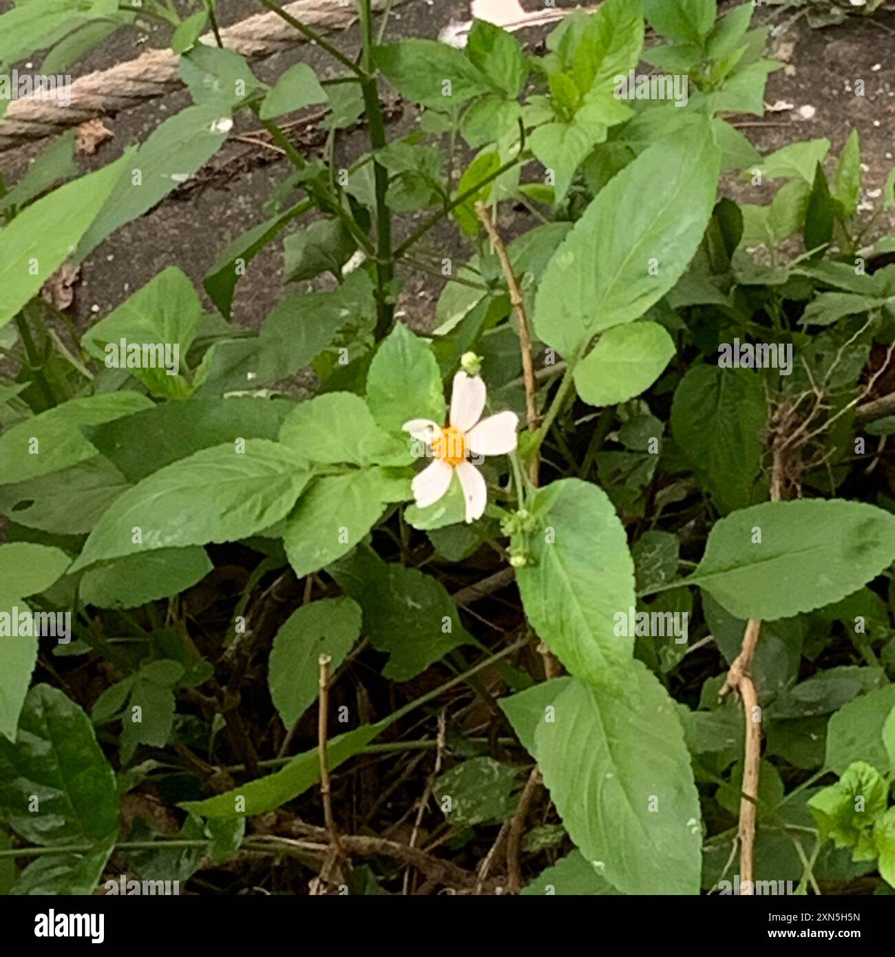 White beggarticks (Bidens alba) Plantae Stock Photo - Alamy