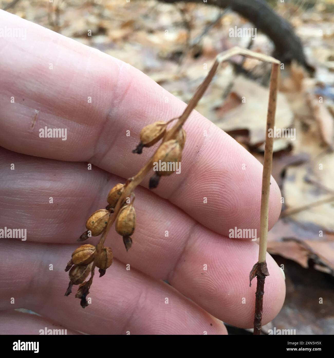 autumn coralroot (Corallorhiza odontorhiza) Plantae Stock Photo - Alamy