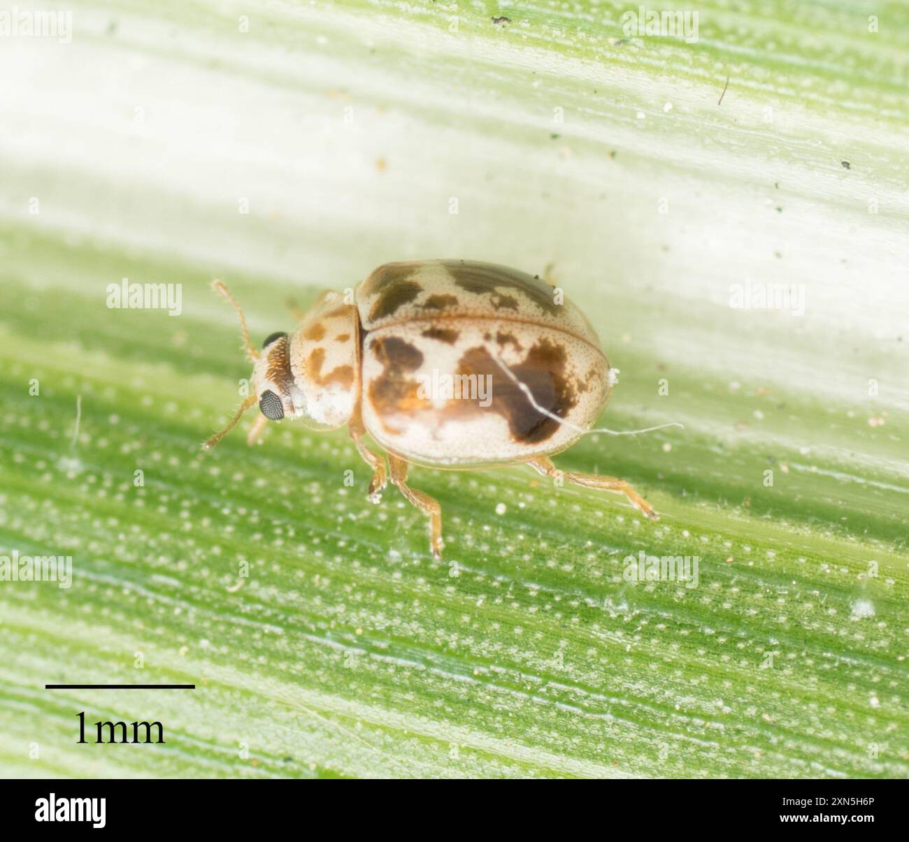Kidney-spotted Fairy Lady Beetle (Psyllobora renifer) Insecta Stock ...