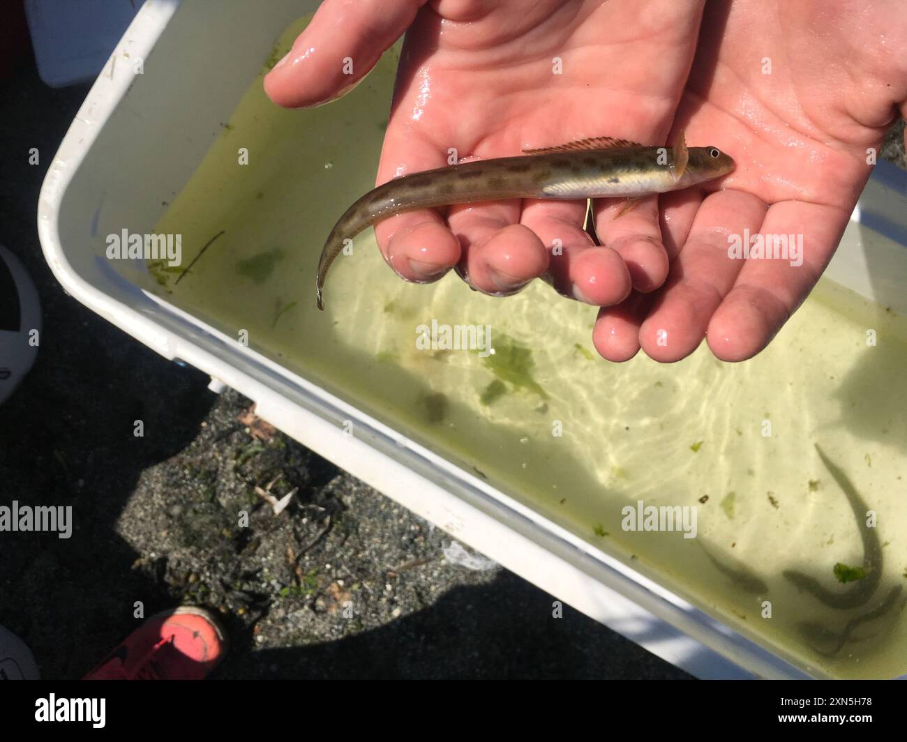 Snake Prickleback (Lumpenus sagitta) Actinopterygii Stock Photo - Alamy