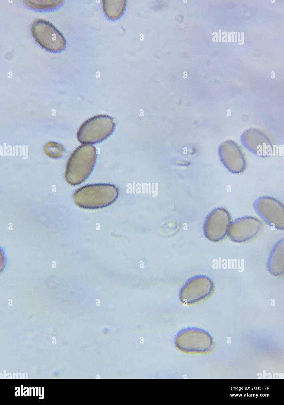 Pale Brittlestem (Candolleomyces candolleanus) Fungi Stock Photo - Alamy