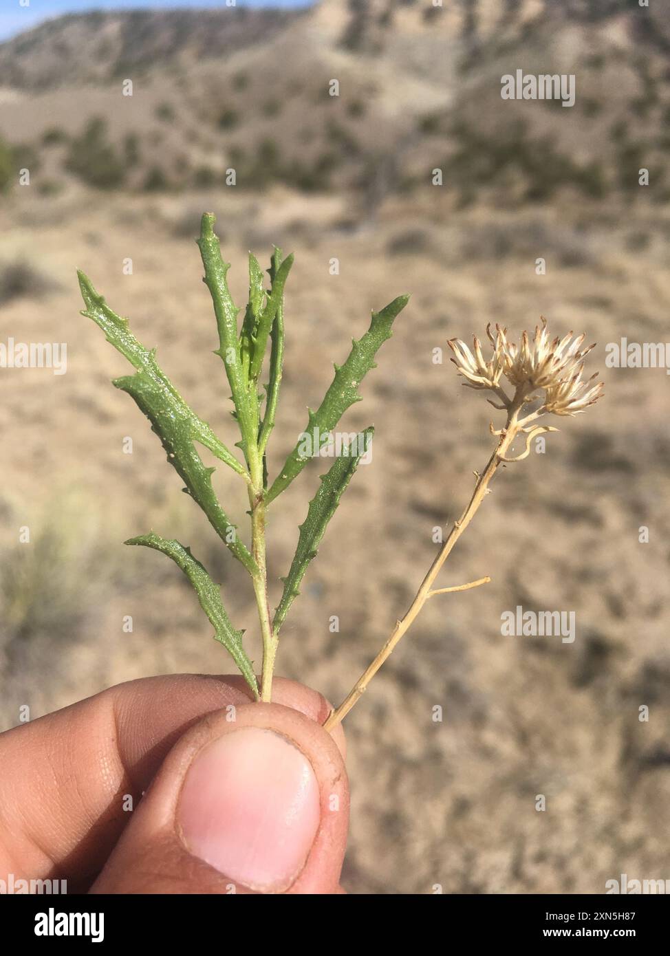 Aztec Goldenbush (Isocoma azteca) Plantae Stock Photo - Alamy