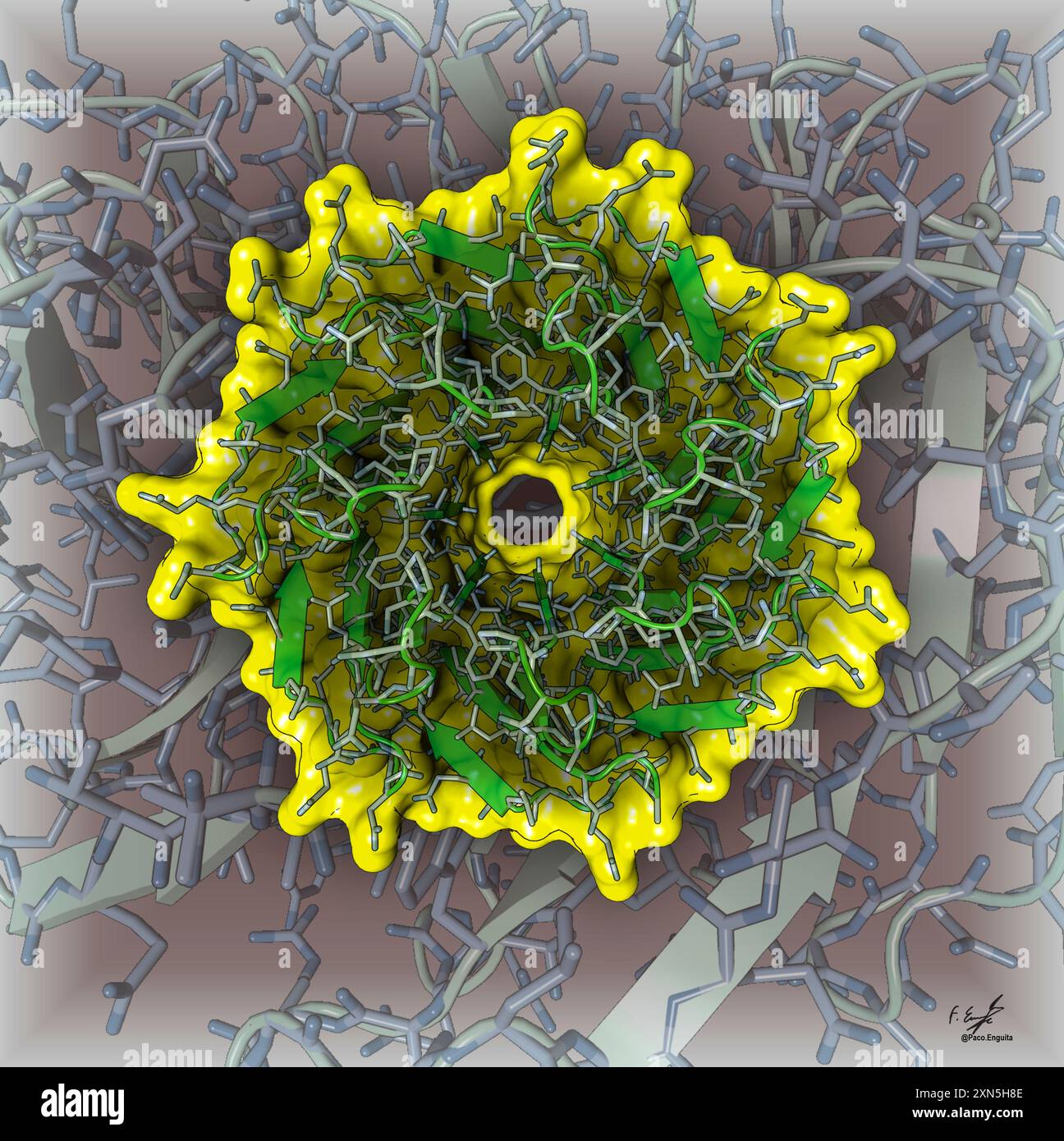 Illustration of the seven-bladed designer protein WRAP-T. This ...