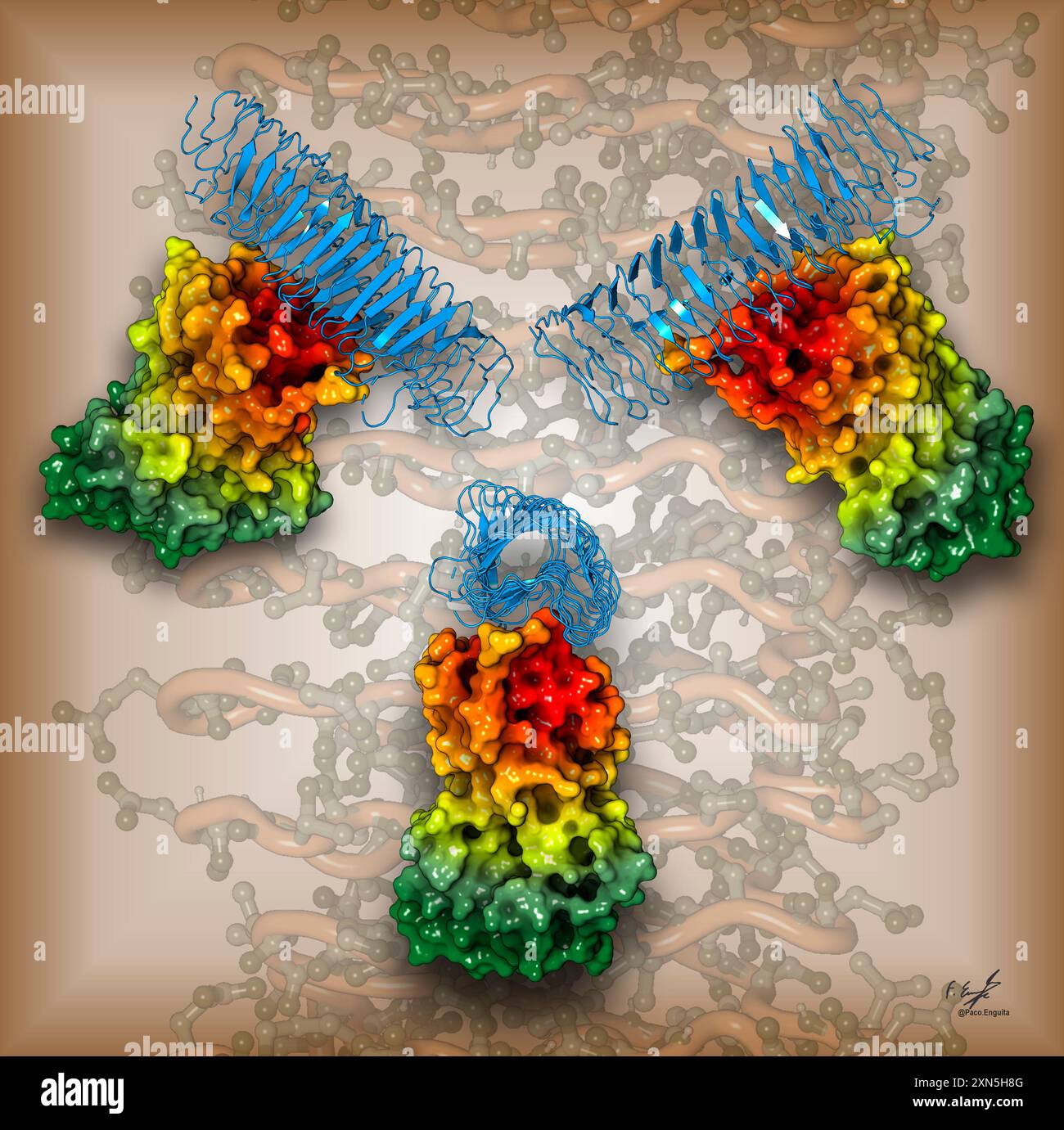 Virulence mechanism of whooping cough bacterium, illustration. Virulence-associated gene 8 (Vag8 ...
