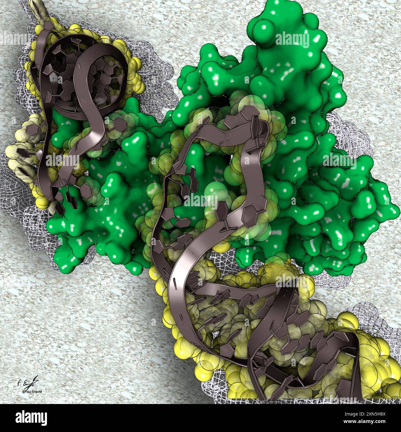 Illustration of a SAM(s-adenosyl methionine)-dependent ...