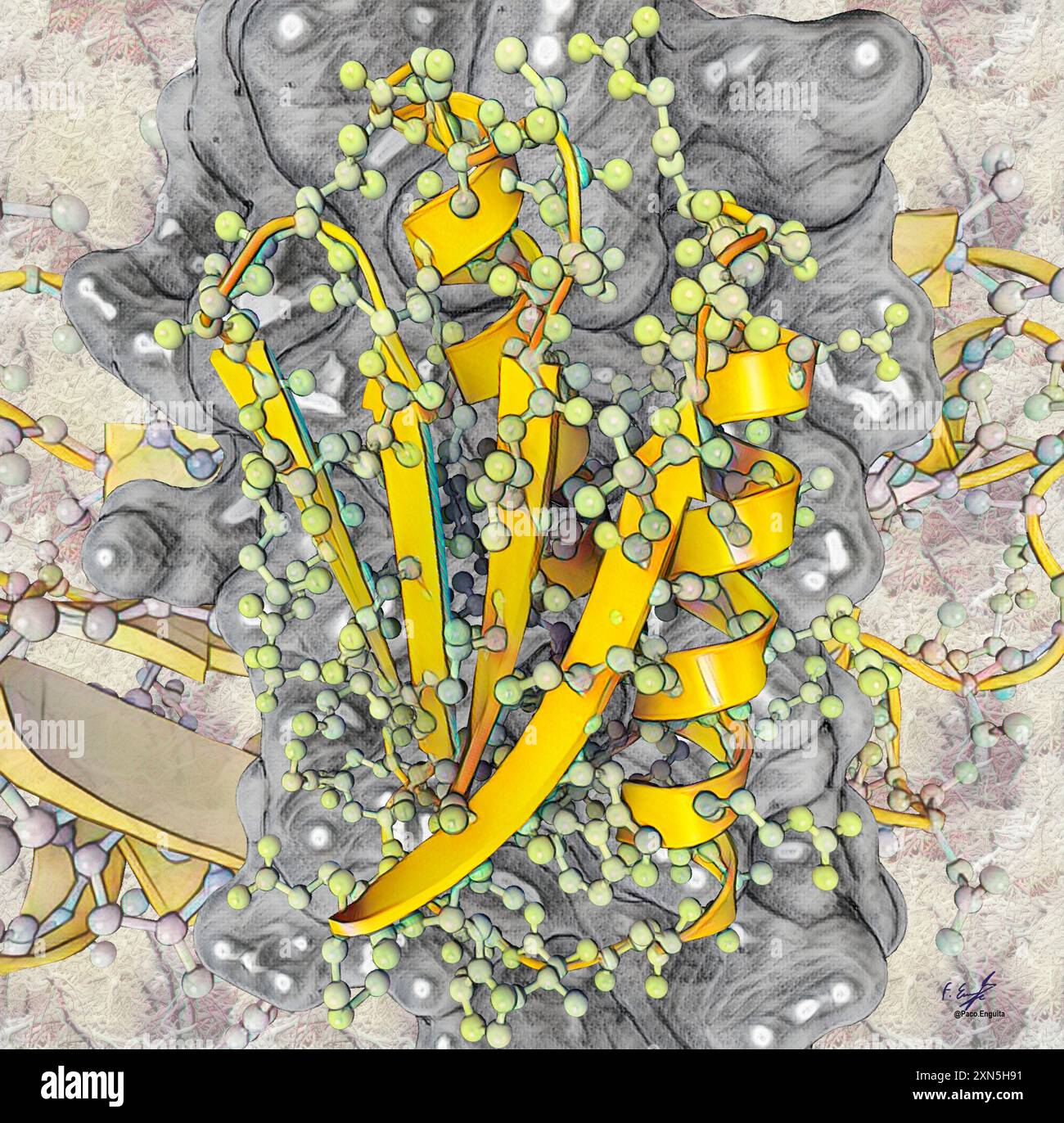 Illustration of the de novo designed protein XM2H. This protein ...