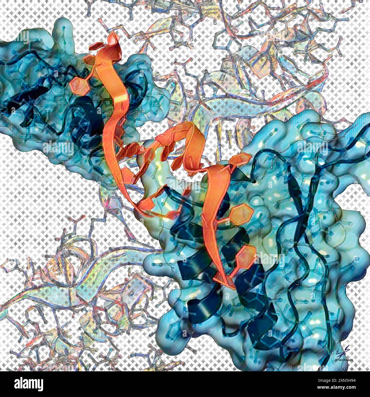 Illustration of a heterogeneous nuclear ribonucleoprotein K (hnRNPK ...
