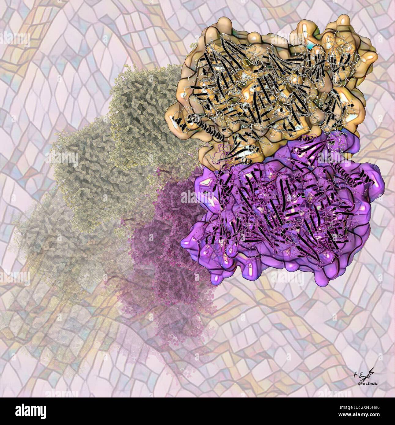 Illustration of the neuronal transmembrane protein human Teneurin4 ...