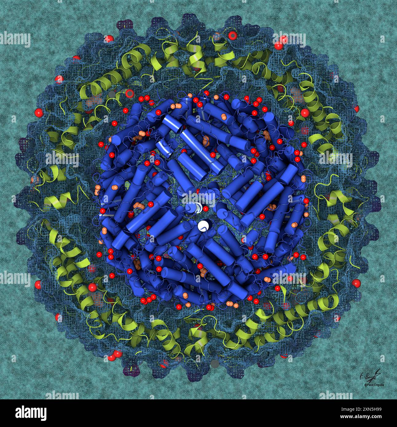 Ferritin molecule, illustration. Ferritin is a protein that acts as an ...