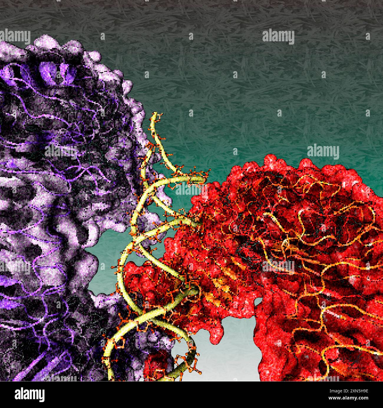 Illustration of the toll-like receptor 3 (TLR3) protein (purple and red ...