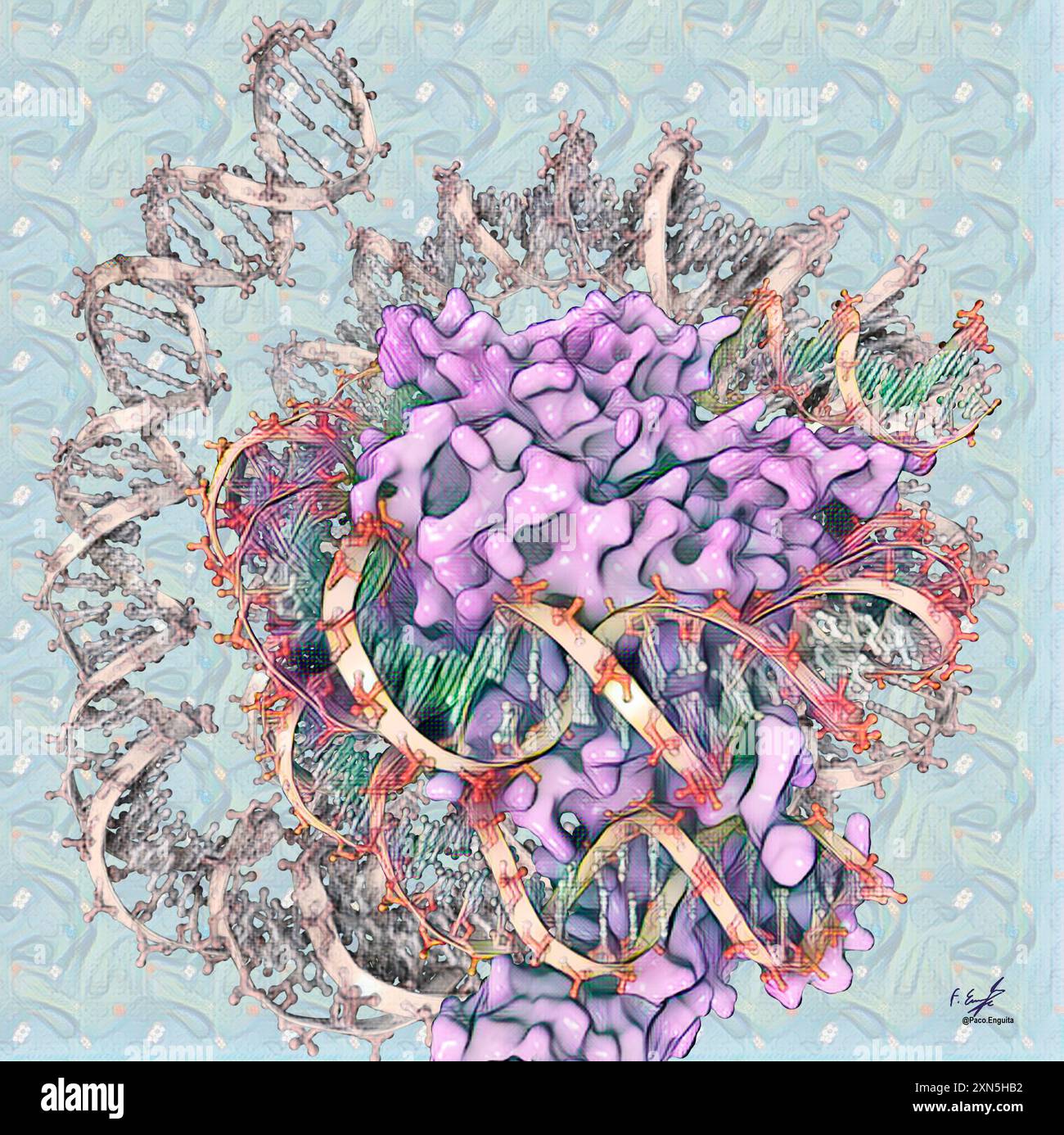 Illustration of the histone methyltransferase MLL1 bound to nucleosome ...