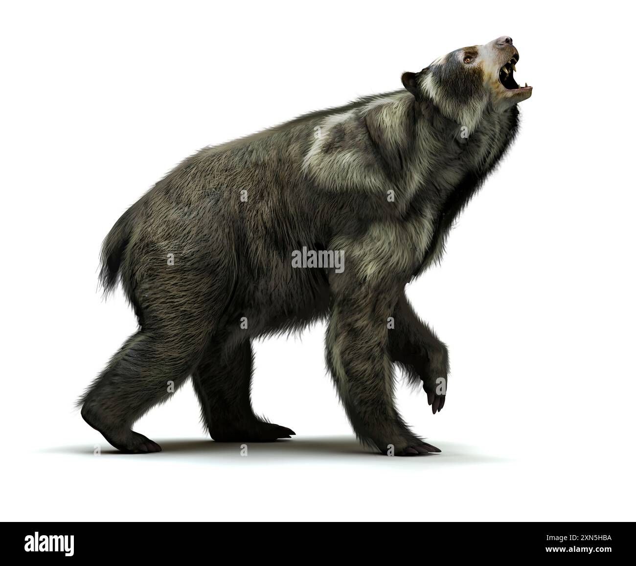 Illustration of a short-faced bear (Arctodus sp.) roaring. This extinct ...