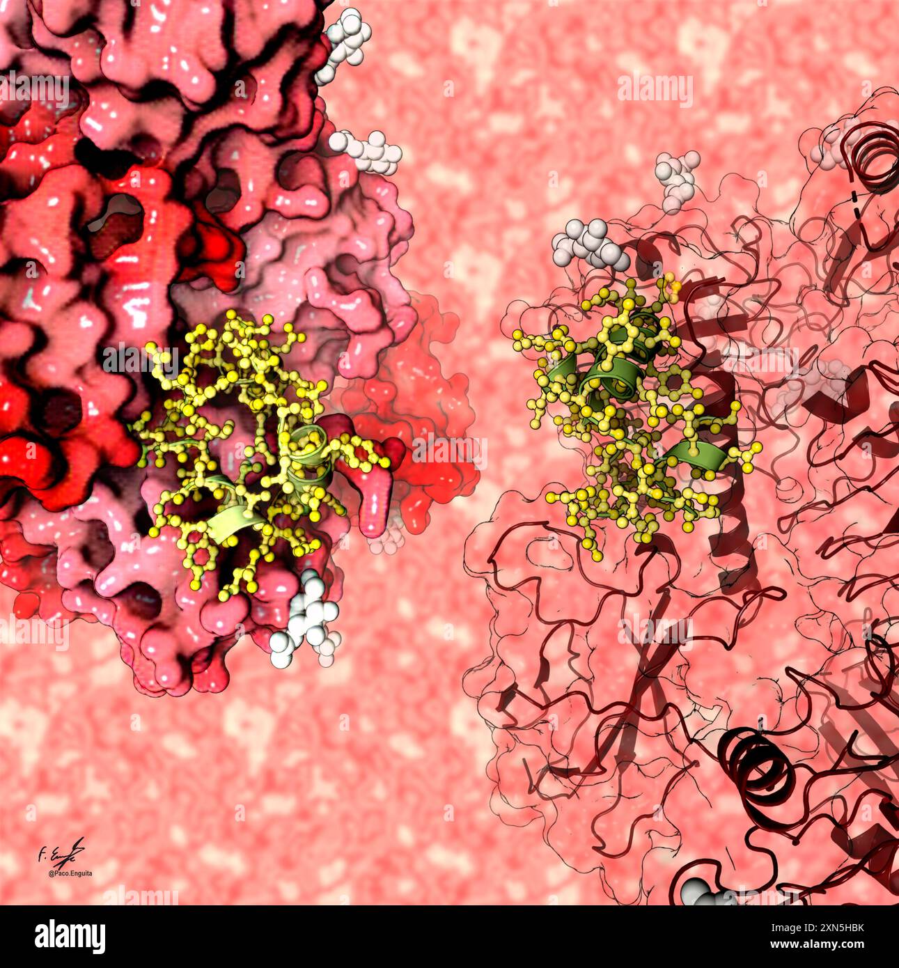 Illustration of the extracellular domain of the human insulin receptor ...