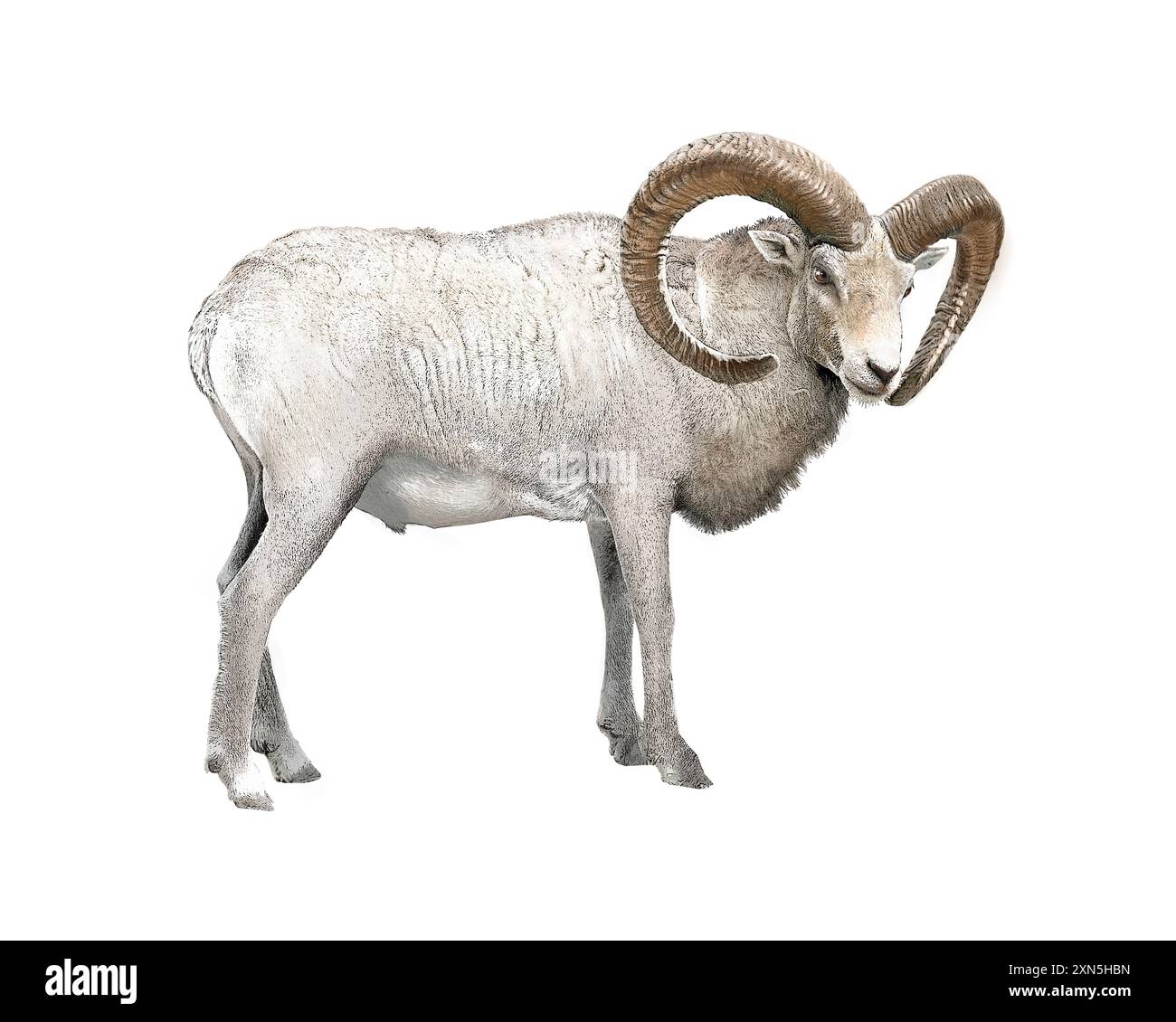 Illustratoin of a Dall sheep (Ovis dalli) ram (male). This mountain ...