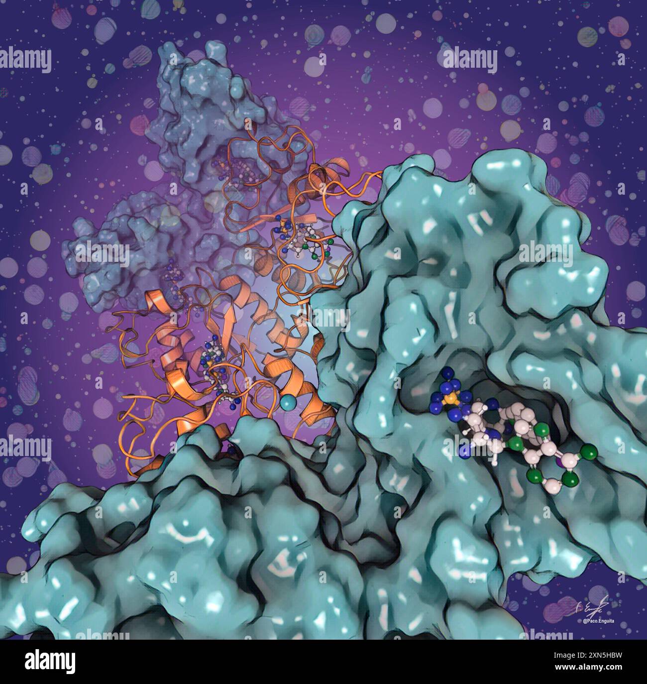 Illustration of the human sterile alpha and Toll/interleukin-1 receptor ...
