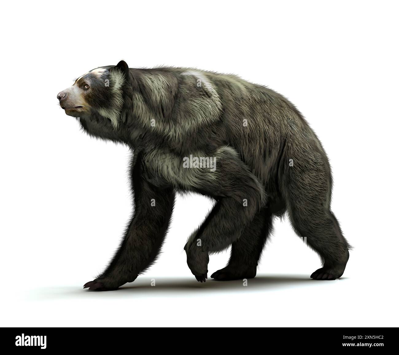 Illustration of a short-faced bear (Arctodus sp.). This extinct bear ...