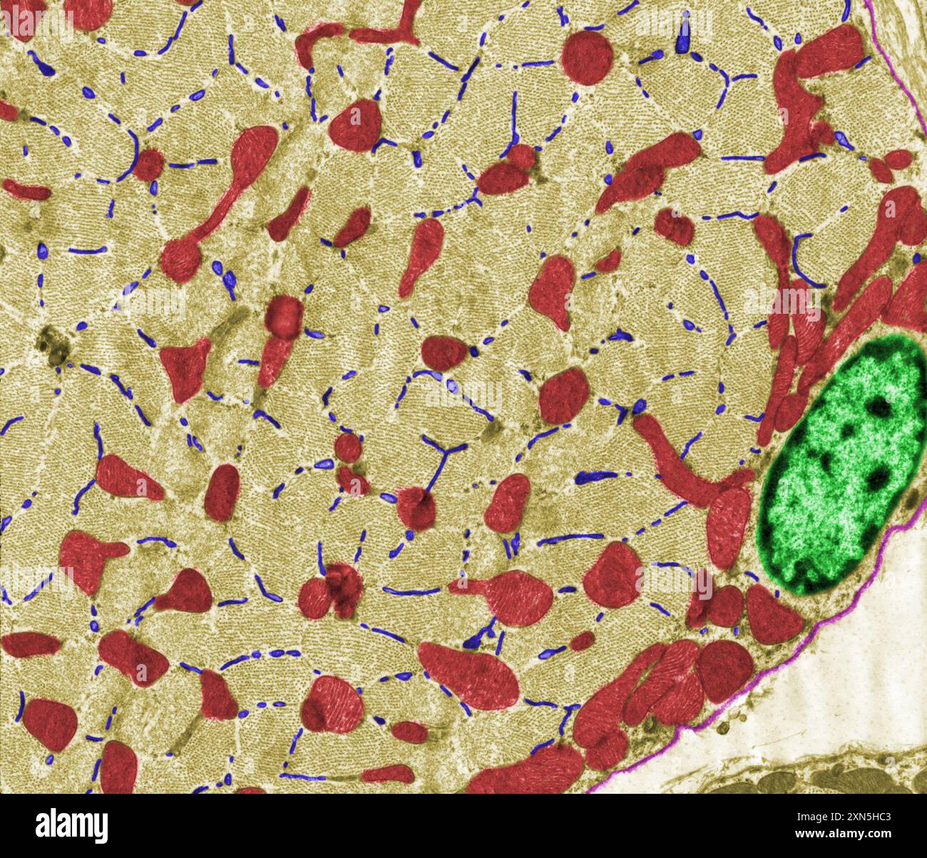 Coloured transmission electron micrograph (TEM) of a cross-sectioned muscle cell showing ...