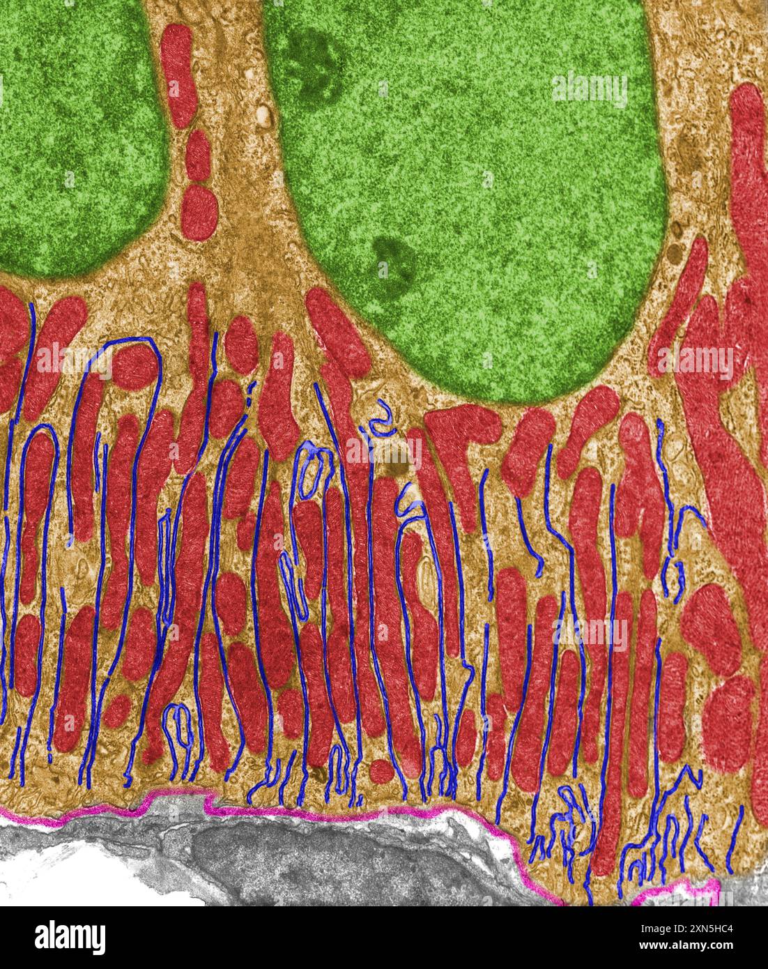 Coloured transmission electron micrograph (TEM) of a kidney distal ...