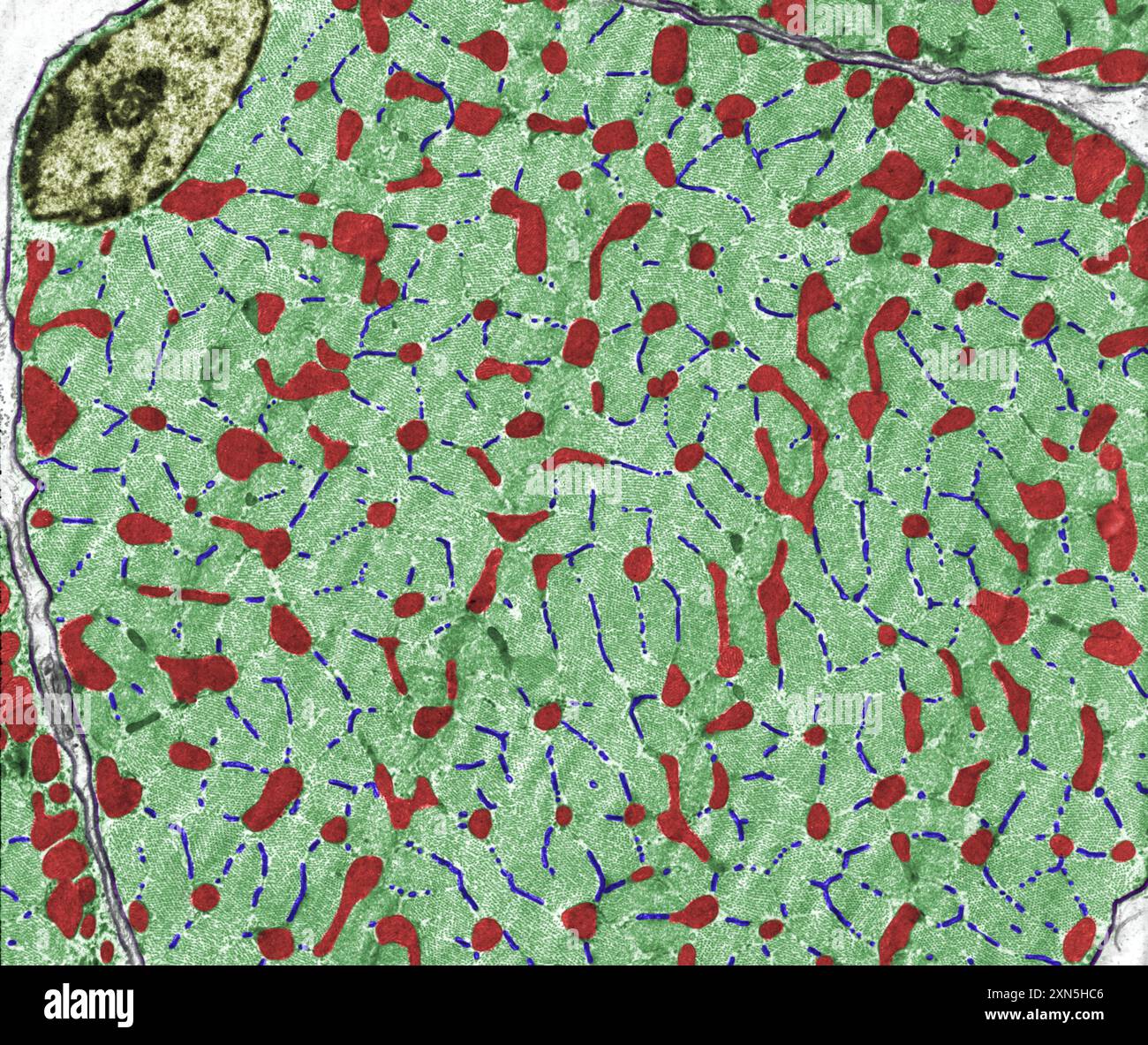 Coloured transmission electron micrograph (TEM) of a cross-sectioned muscle cell showing ...