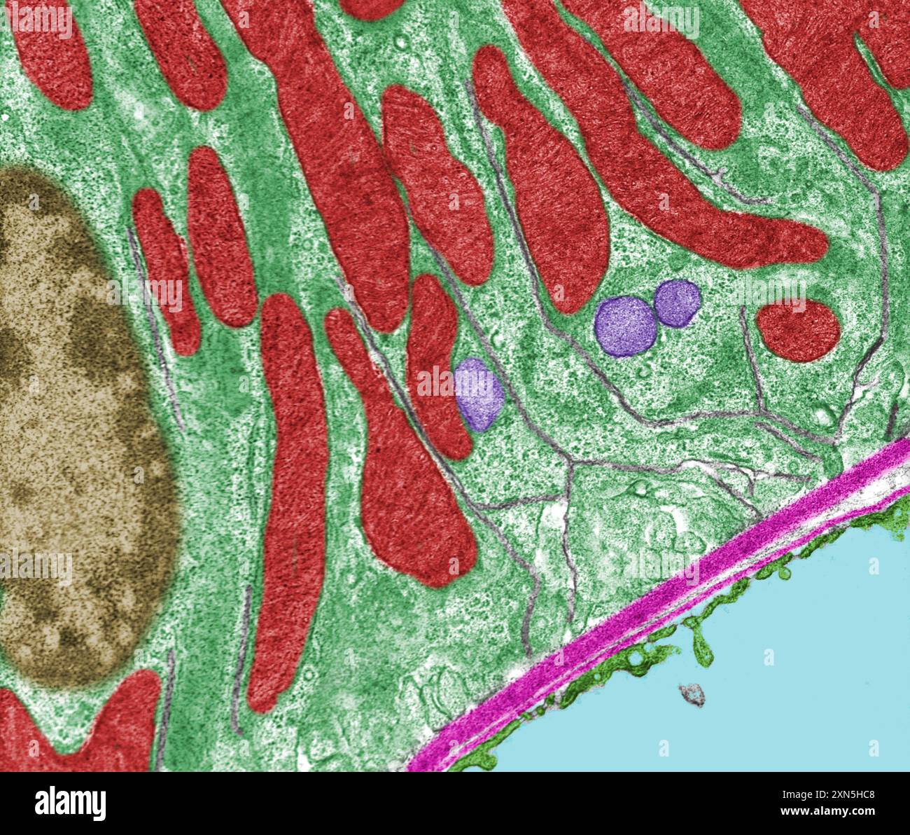 Coloured transmission electron micrograph (TEM) of the basal region of ...