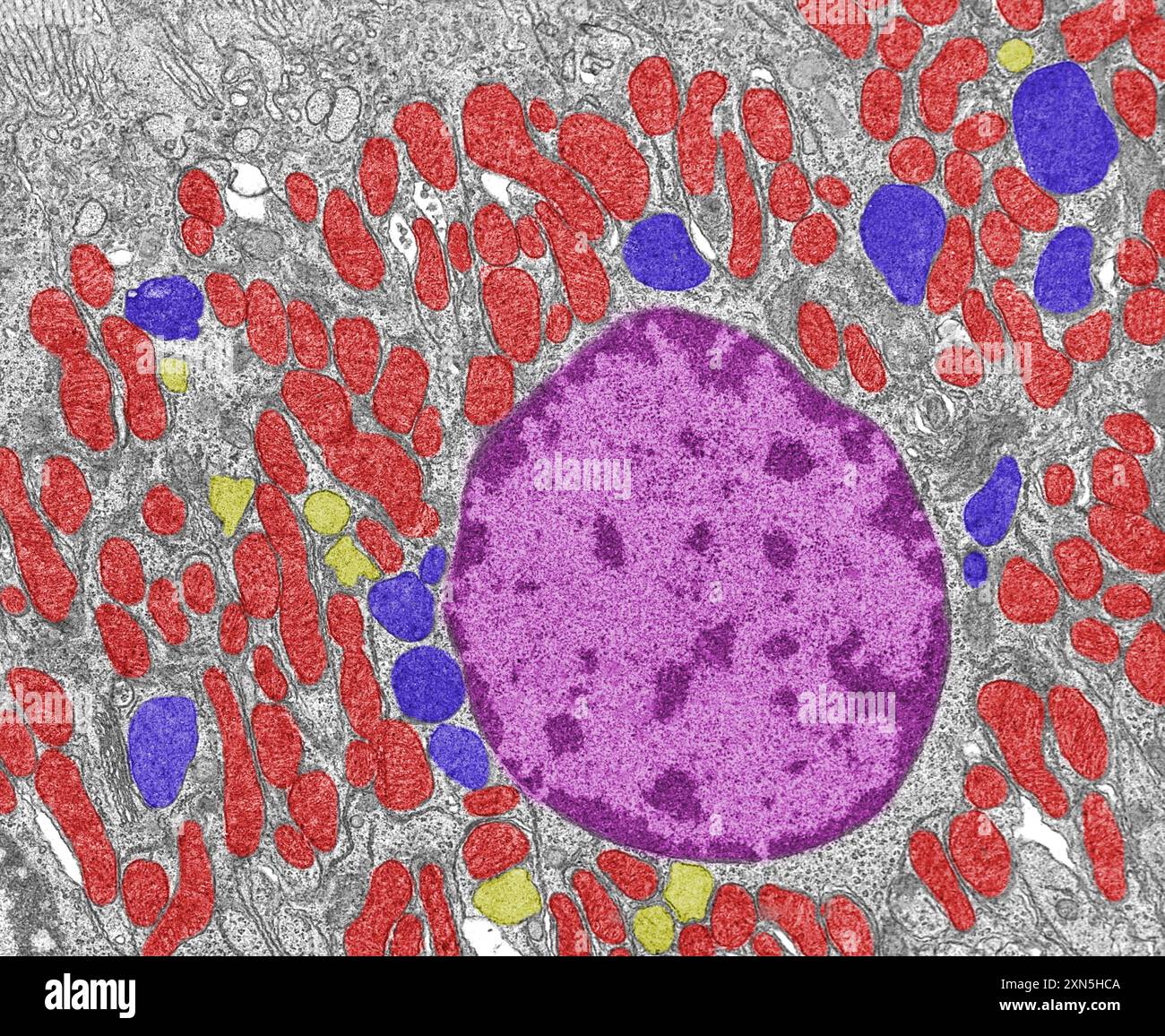 Coloured transmission electron micrograph (TEM) of a kidney proximal ...