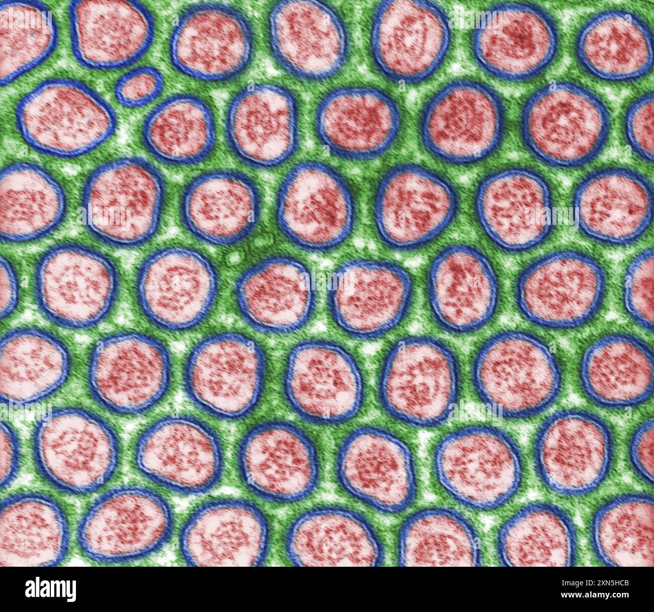 Coloured transmission electron micrograph (TEM) of a cross-sectioned ...