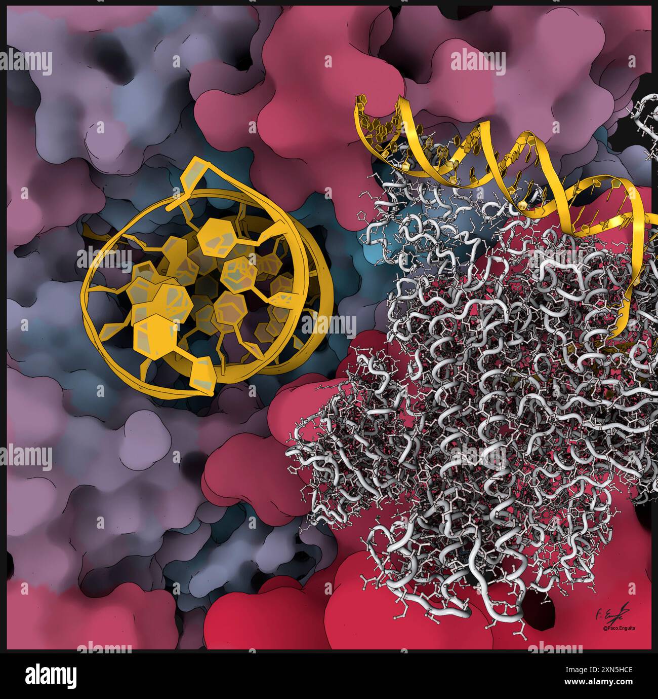 Illustration of the RNA polymerase (RNAP, white and grey) from ...
