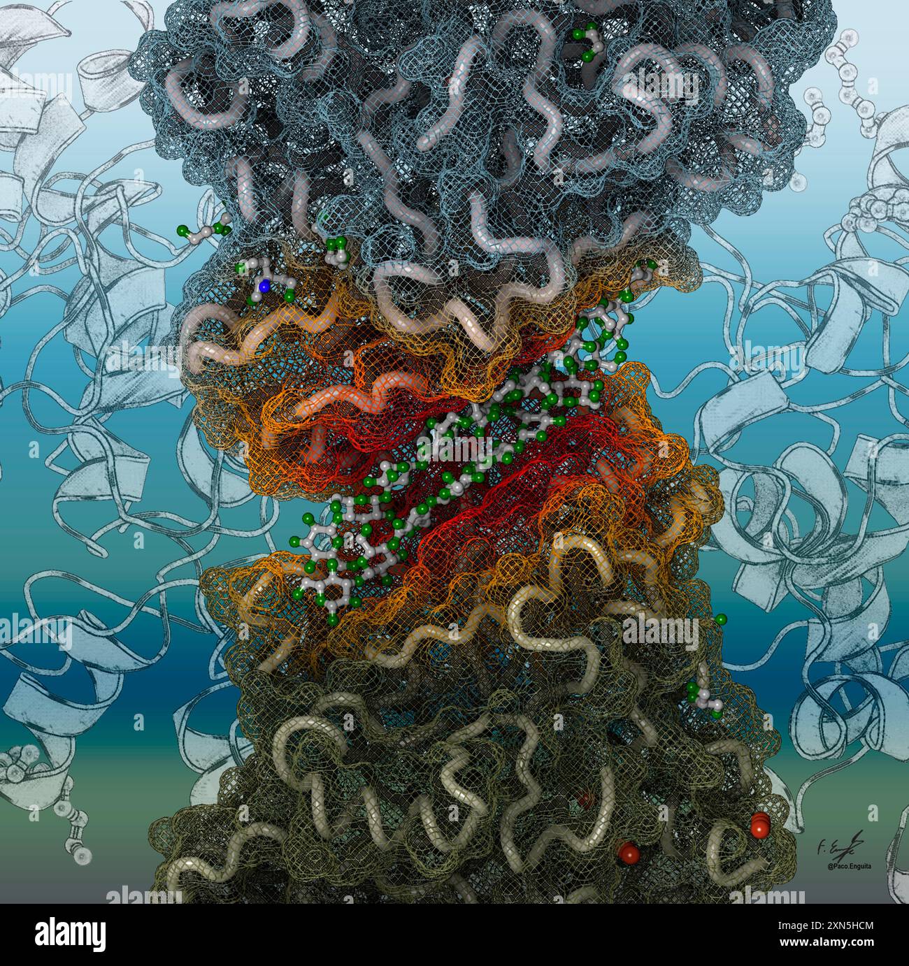 Illustration of the surface glycan-binding protein BO2743 from the ...