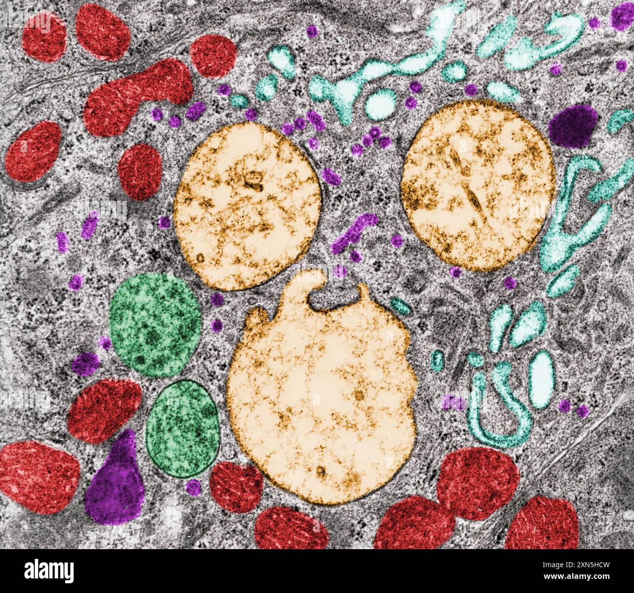 Coloured transmission electron micrograph (TEM) showing pinocytosis, a ...