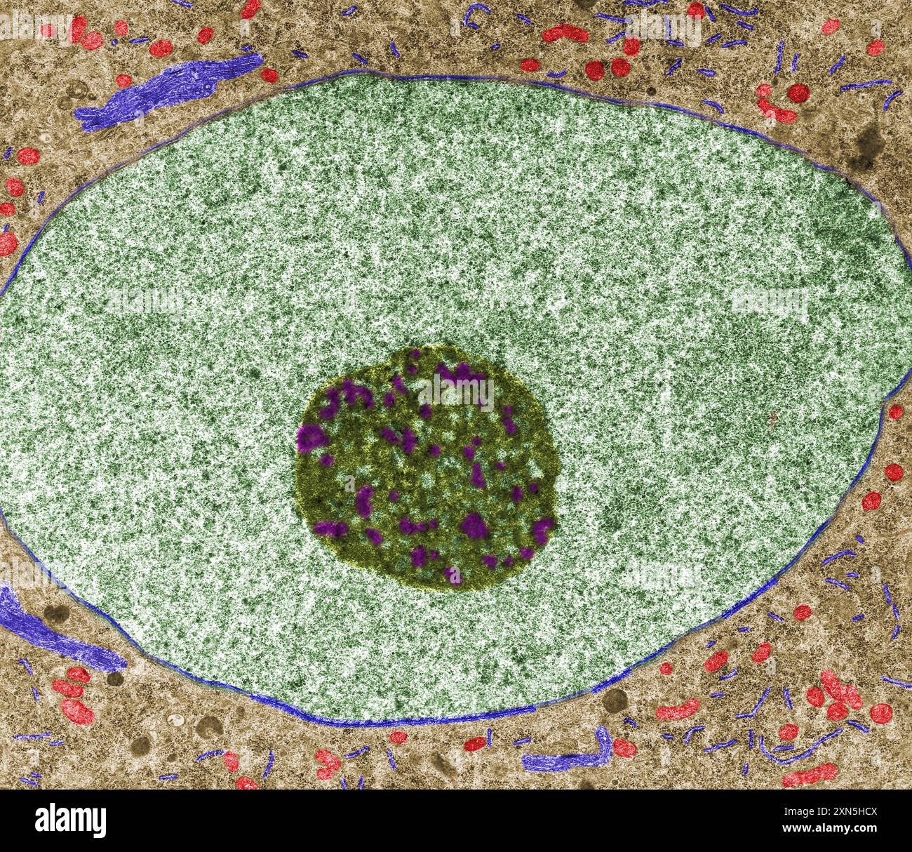 Coloured transmission electron micrograph (TEM) of a neuronal nucleus ...