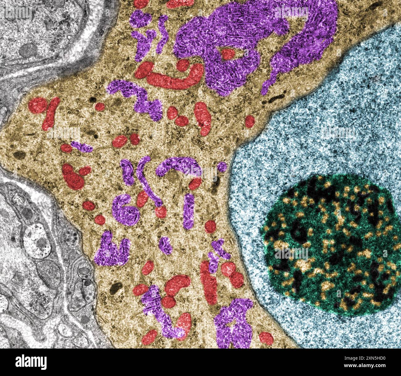 Coloured transmission electron micrograph (TEM) of a large neuron ...