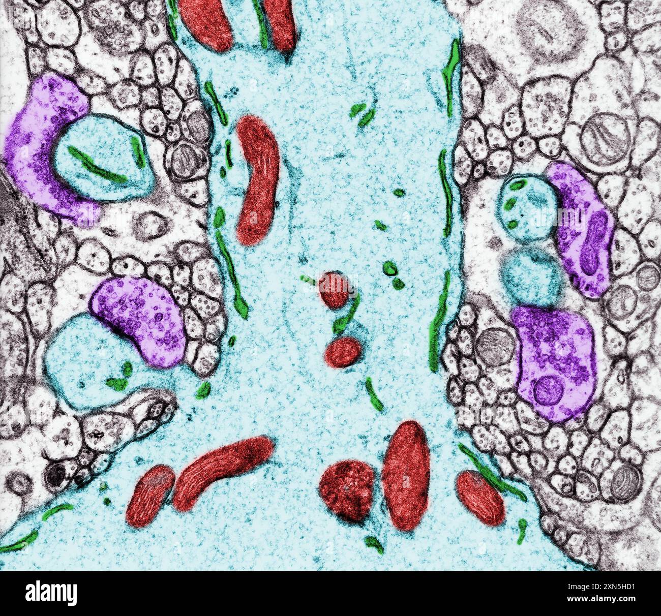Coloured transmission electron micrograph (TEM) of a Purkinje cell ...