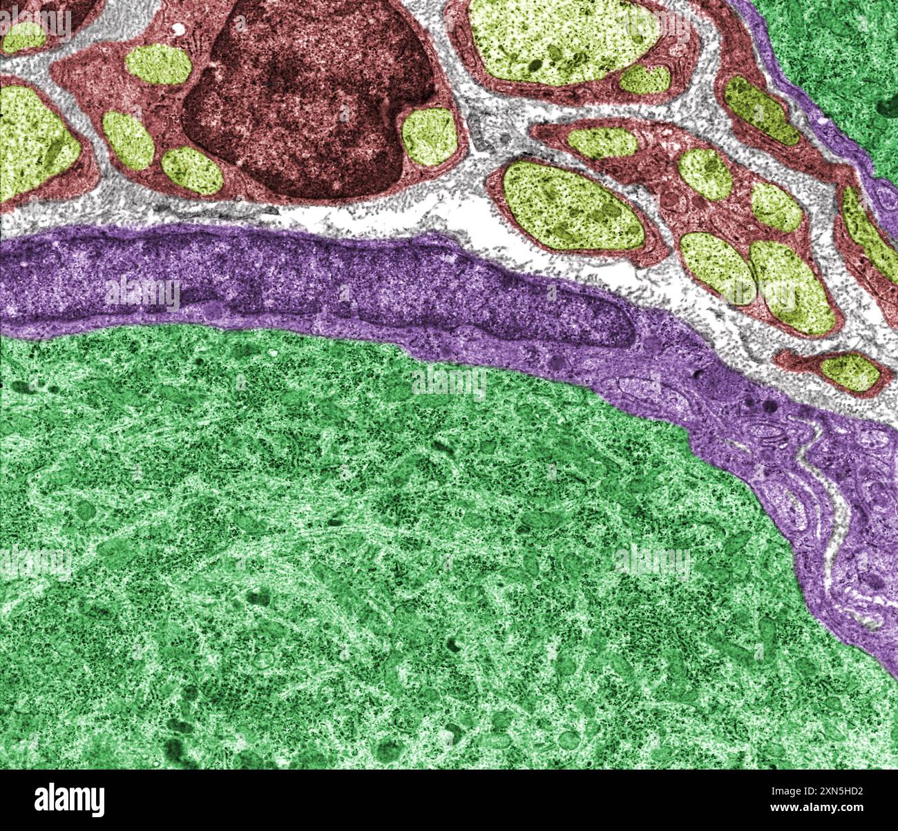 Coloured transmission electron micrograph (TEM) showing a satellite glial cell (purple) covering ...