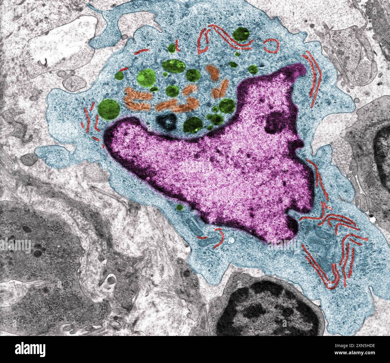 Coloured transmission electron micrograph (TEM) of a macrophage with ...