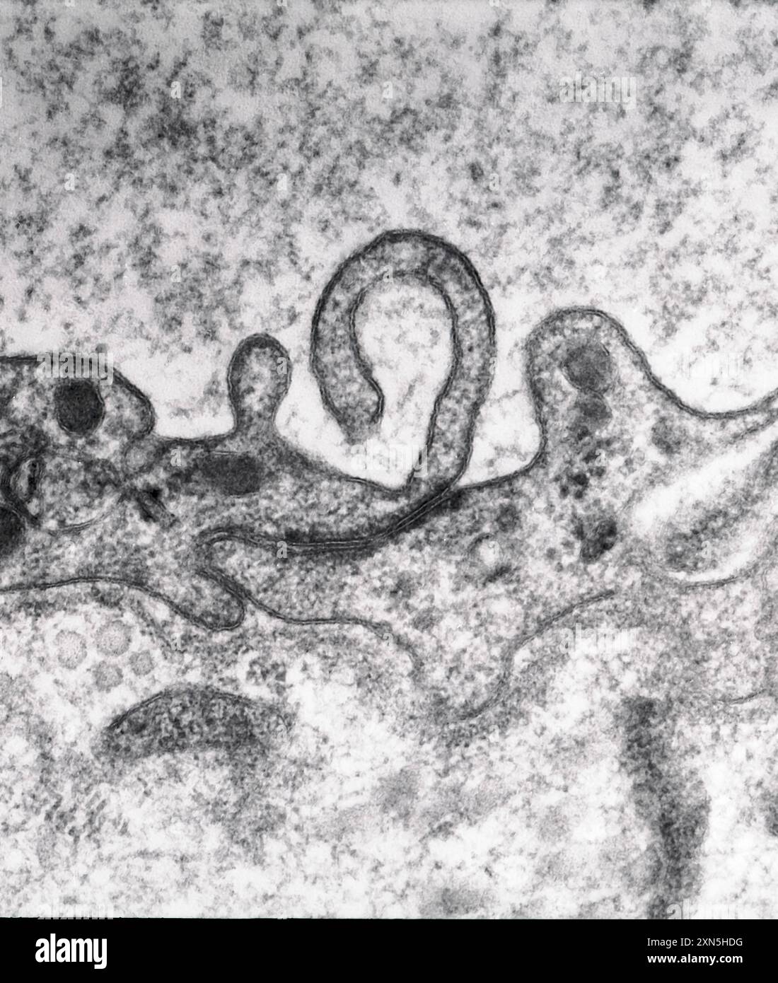 Transmission electron micrograph (TEM) showing a tight junction between ...
