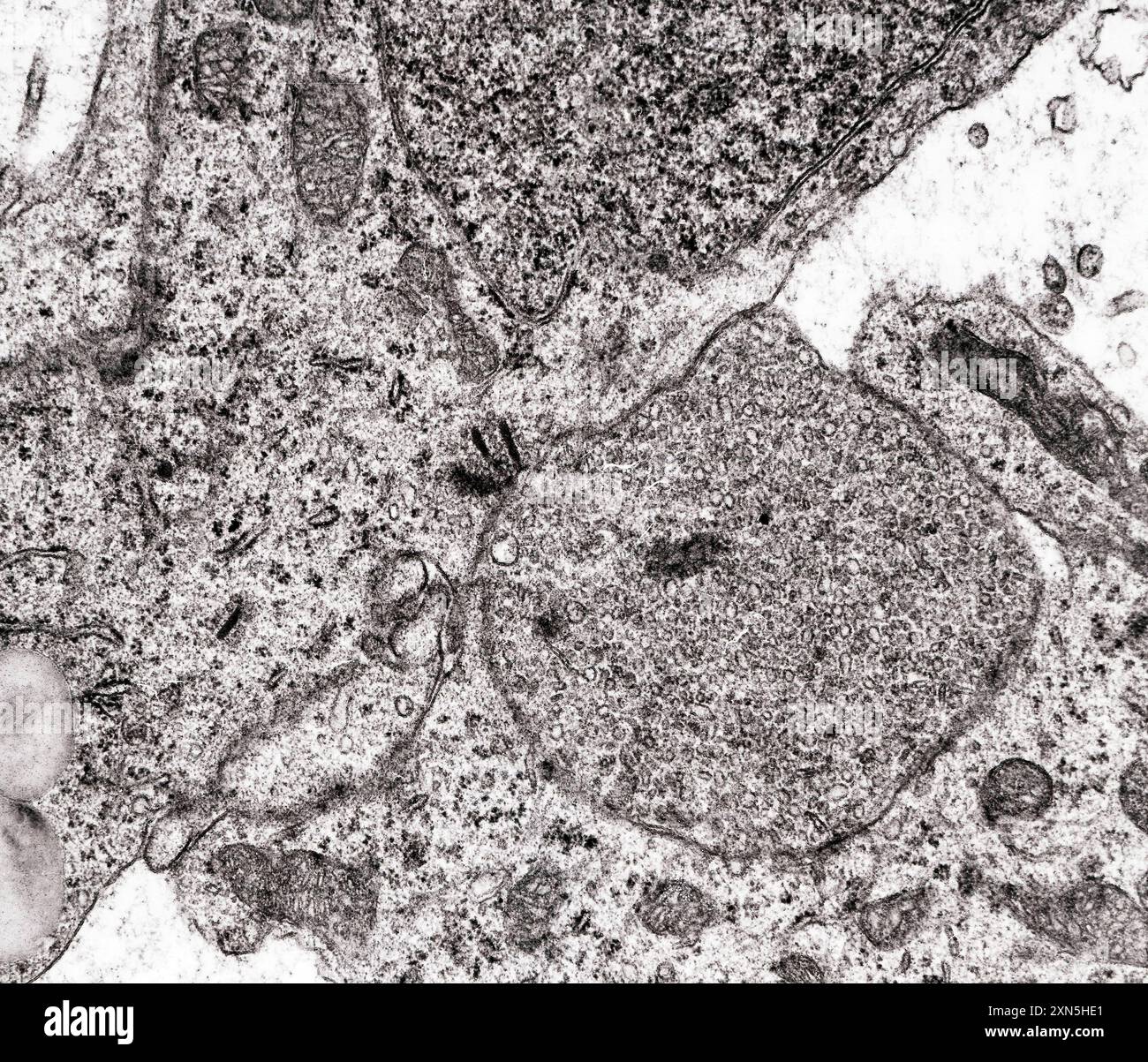 Transmission electron micrograph (TEM of ribbon synapses showing ...